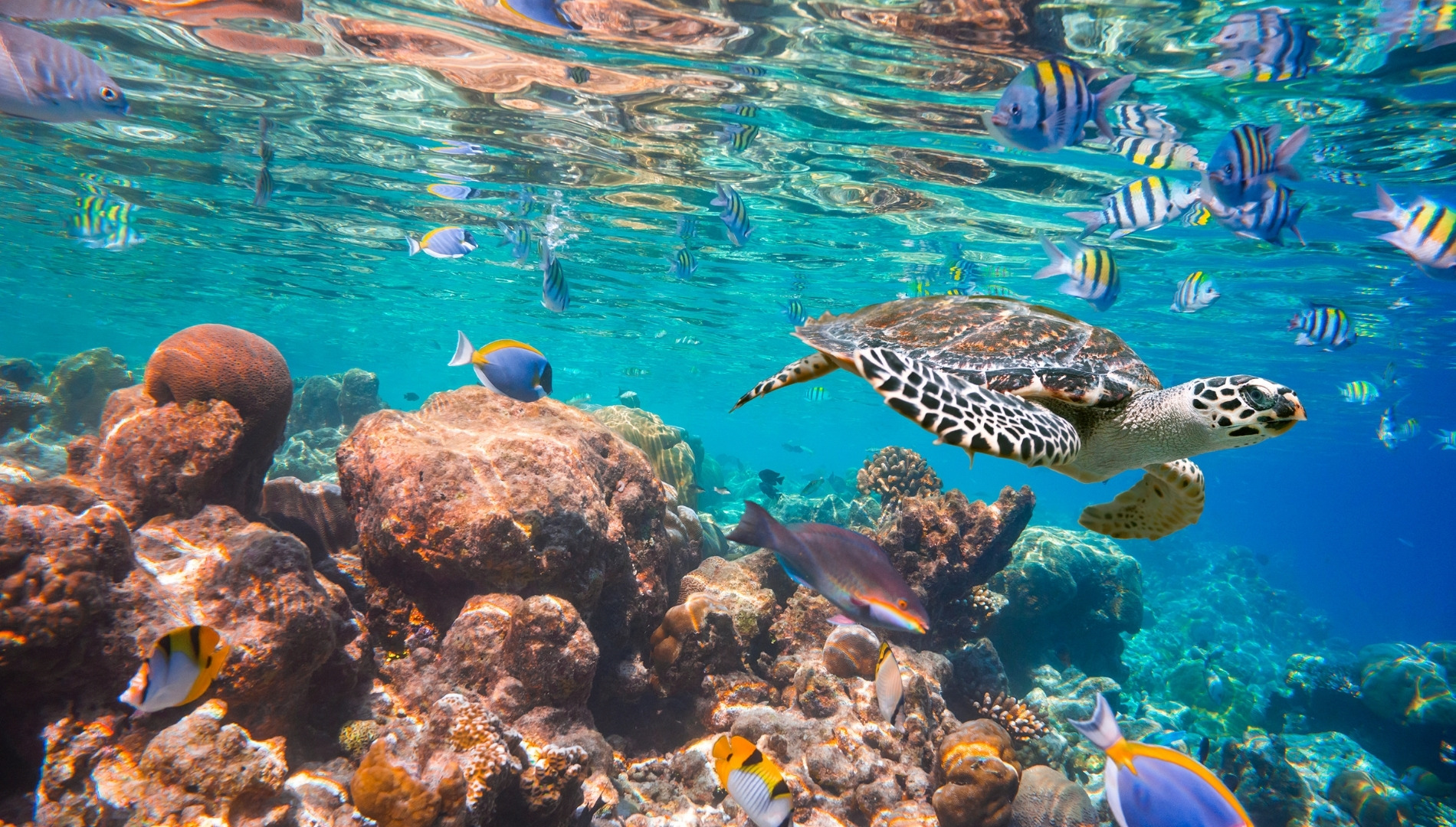 Dia Mundial do Oceano: Saiba a importância da data e 7 formas de ajudar ...